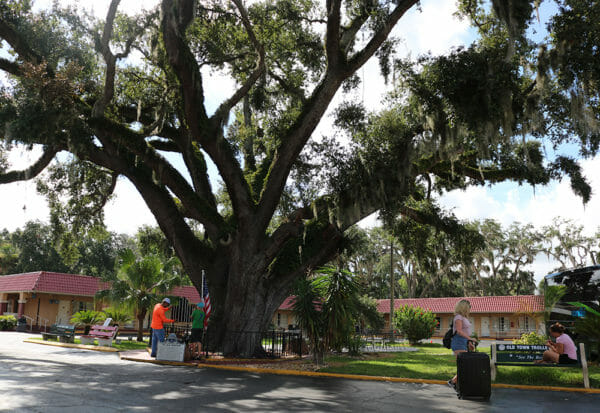 Oak Trees of Florida: Most Historic Giants - Florida Balm