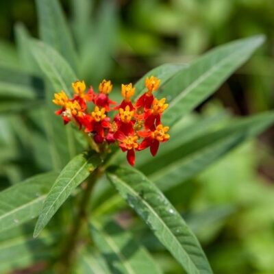 Native Florida Milkweed Plants for Monarch Butterflies - Florida Balm