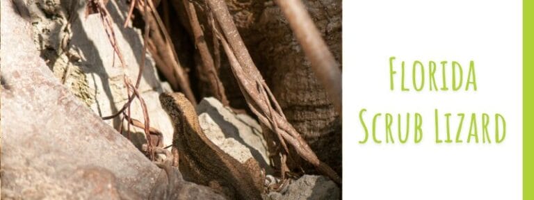 Florida Lizards: 5 Most Common Reptilian Residents - Florida Balm