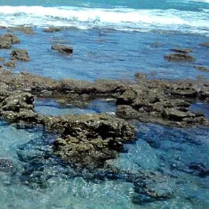 Finding Tide Pools in Florida - Florida Balm