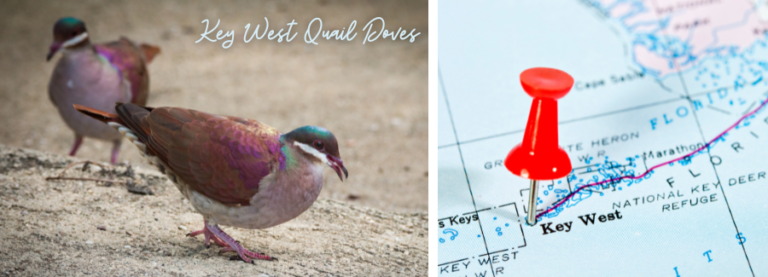 Birding in the Florida Keys - Florida Balm