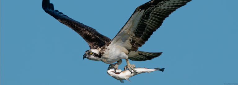 Birding in the Florida Keys - Florida Balm