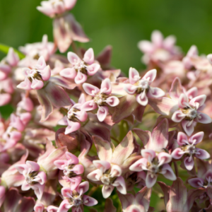 Native Florida Milkweed Plants for Monarch Butterflies - Florida Balm