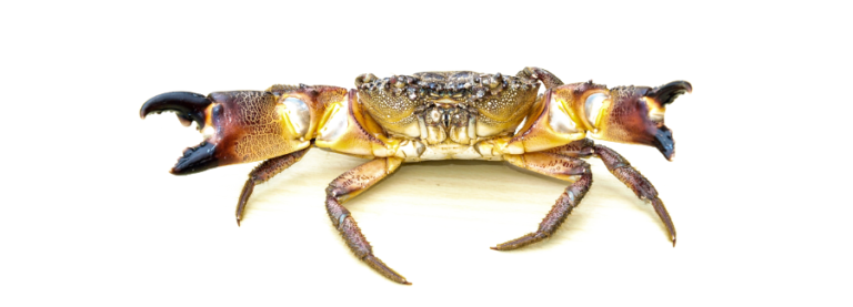 Stone Crab Claws: All About this Florida Delicacy! - Florida Balm